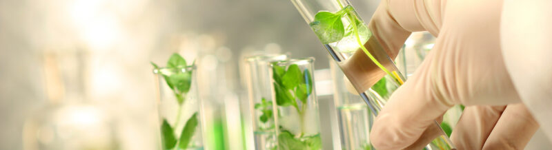 swiss-food.ch - Precision breeding – England allows cultivation of gene ...